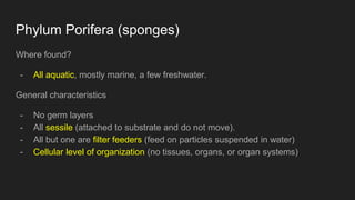 Porifera | PPT