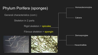 Porifera | PPTX