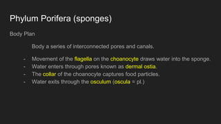 Porifera | PPTX