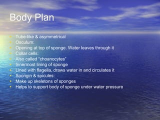 Spongesjellyfish | PPT