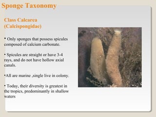 Sponges of india | PPT