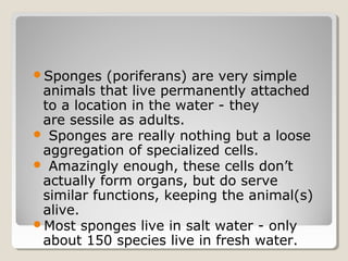 Sponges of india | PPT