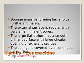 Sponges of india | PPT