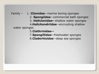 Commercial Sponge Slide