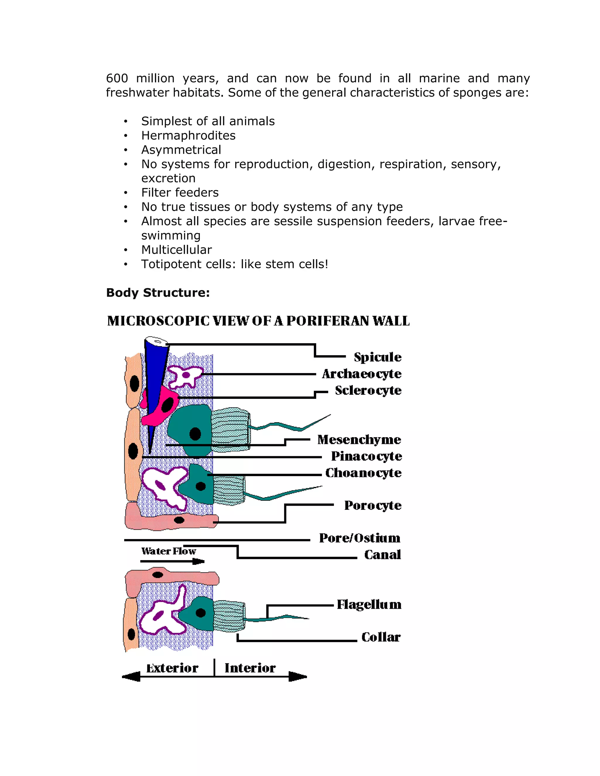 Phylum Porifera: The Pore Bearing Animals | PDF