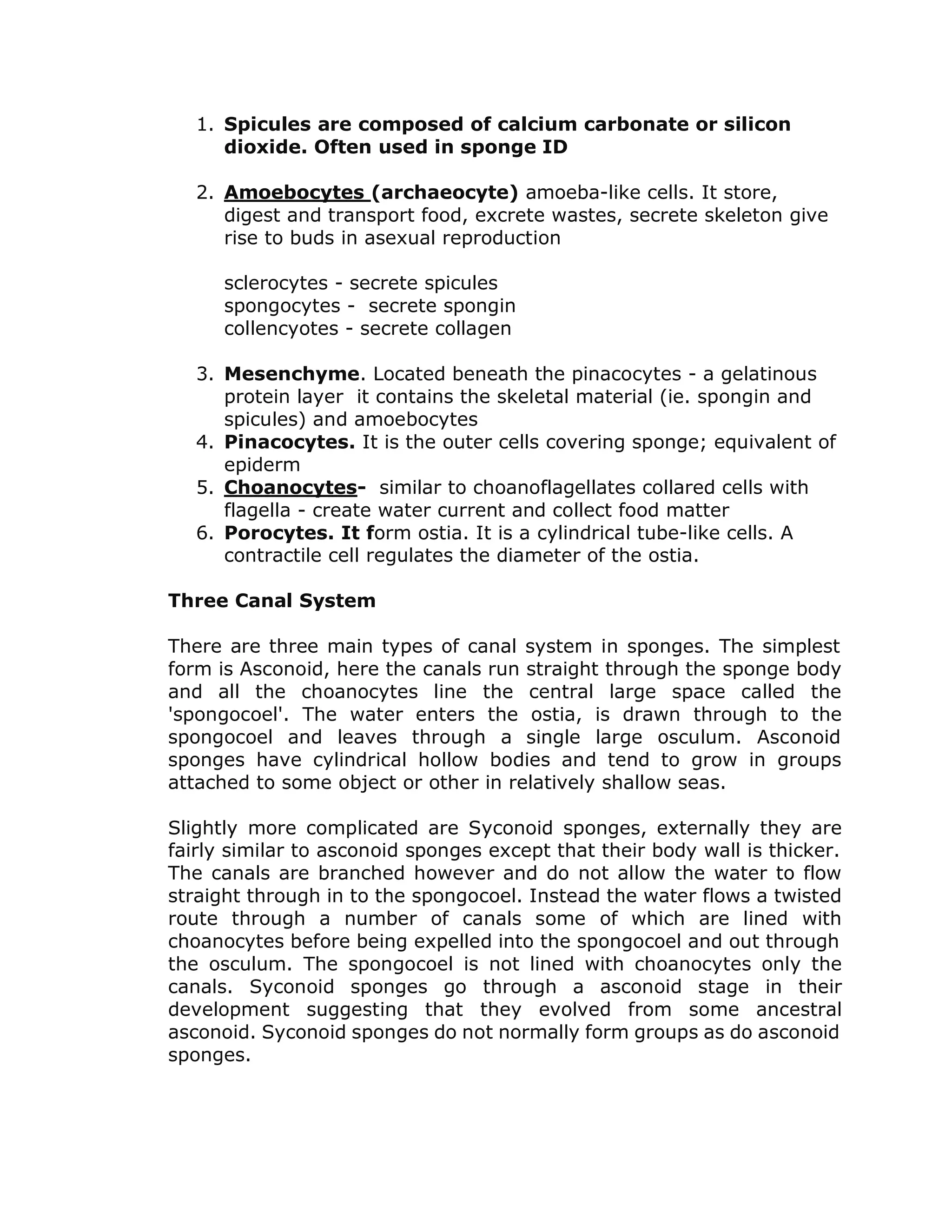 Phylum Porifera: The Pore Bearing Animals | PDF
