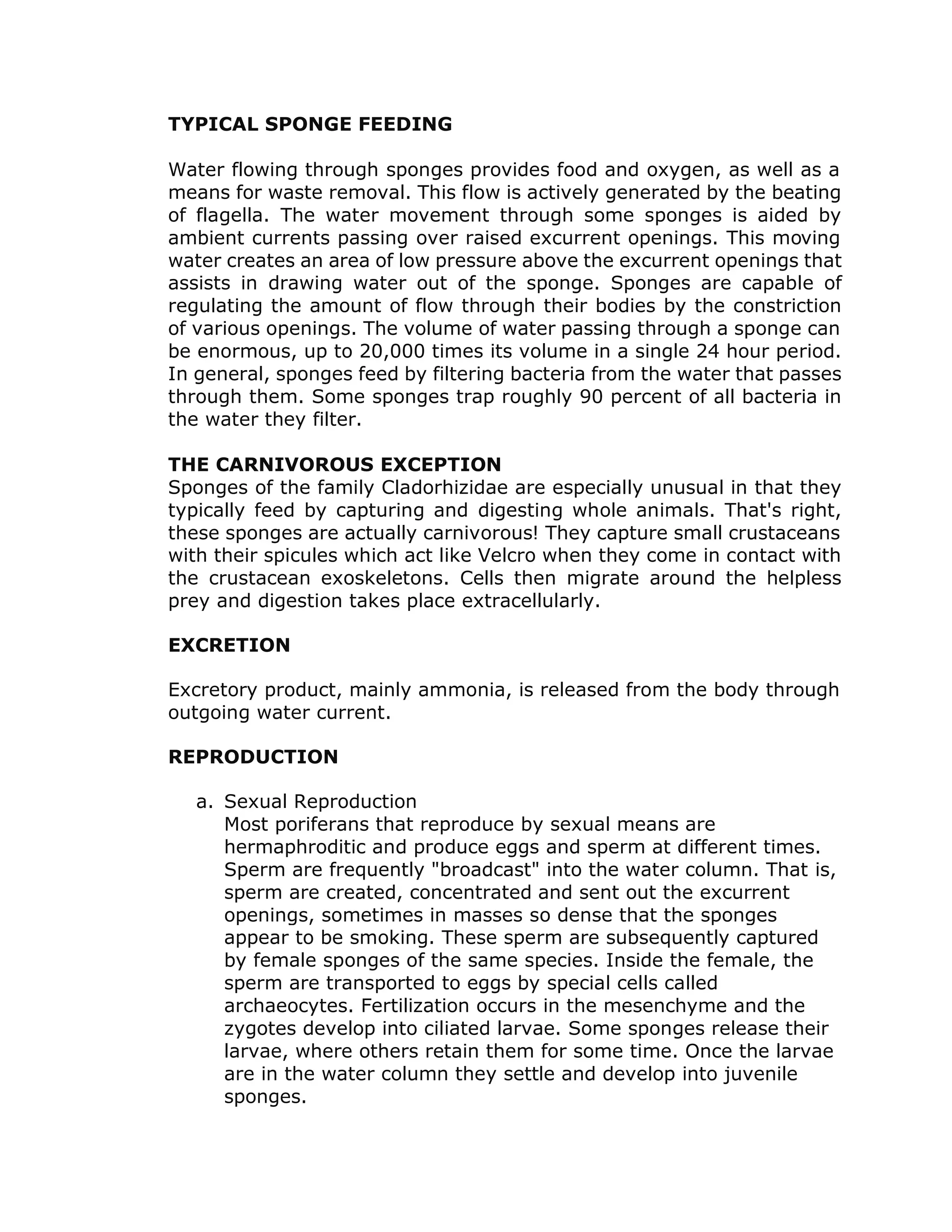 Phylum Porifera: The Pore Bearing Animals | PDF