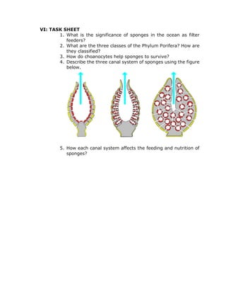 Phylum Porifera: The Pore Bearing Animals | PDF