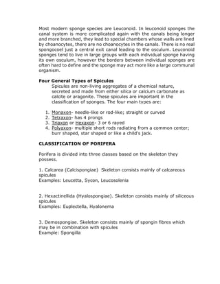 Phylum Porifera: The Pore Bearing Animals | PDF | Biological Sciences ...