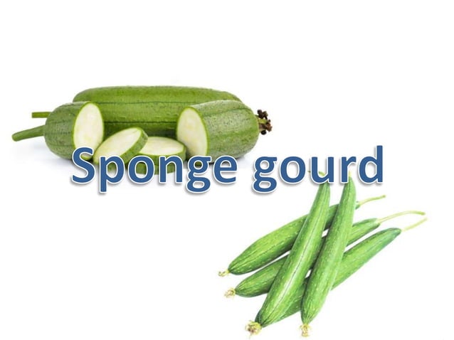 Spong gourd | PPTX
