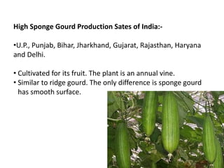Spong gourd | PPTX