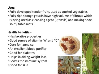 Spong gourd | PPTX