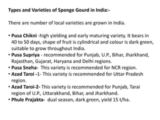 Spong gourd | PPTX