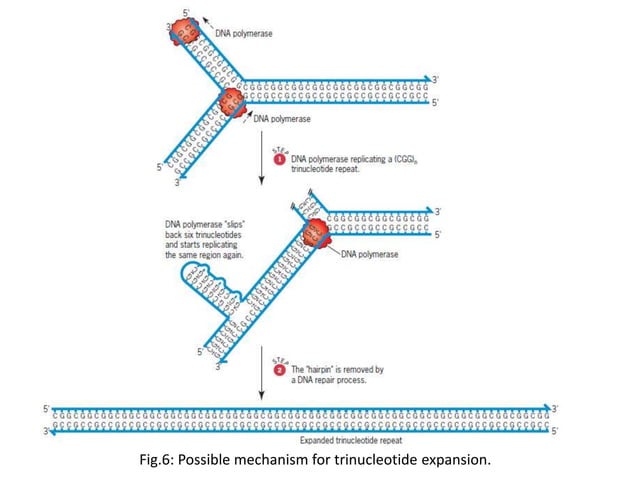 Spontaneous mutation | PPTX