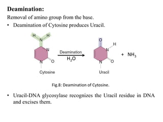 Spontaneous mutation | PPTX