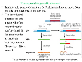 Spontaneous mutation | PPTX