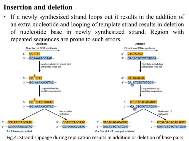 Spontaneous mutation | PPTX