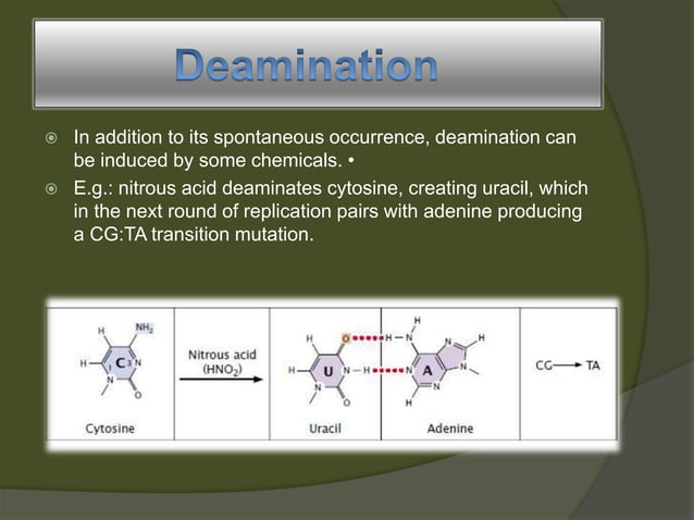 Spontaneous vs induced_mutation_ slideshare | PPTX