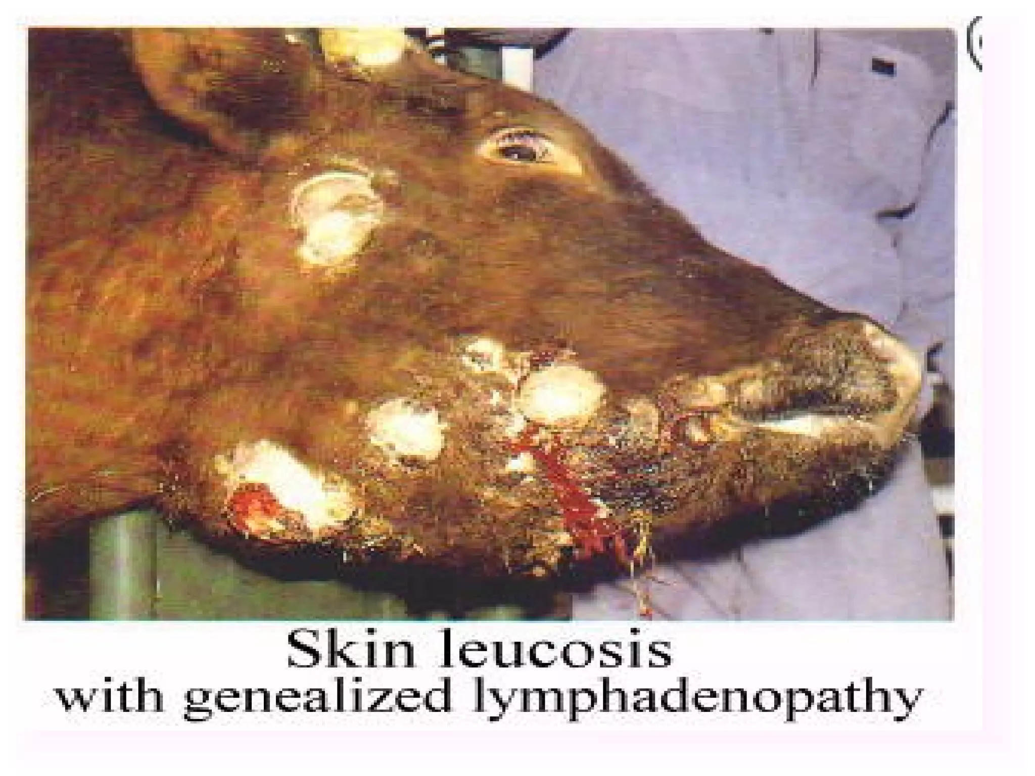 Sporadic bovine leukosis | PPS
