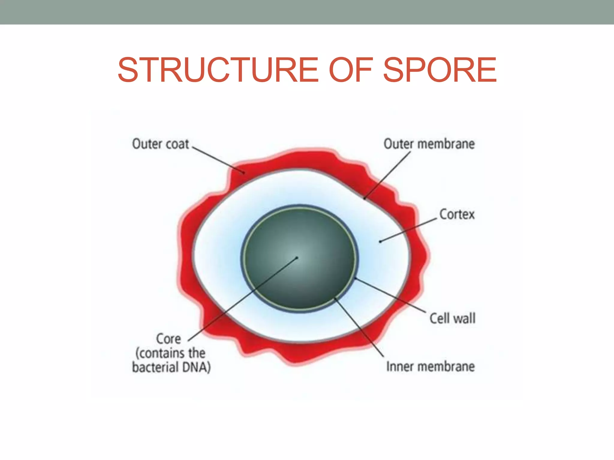 Spore.pptx