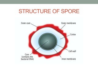 Spore.pptx