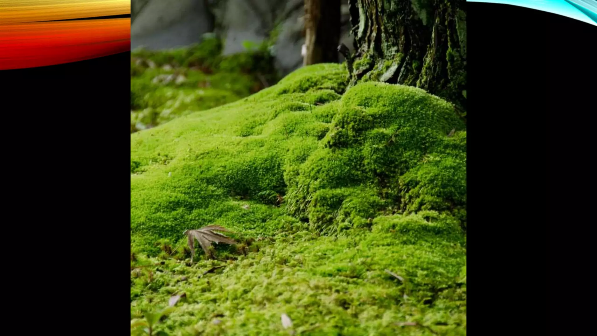 Spore bearing plants | PPTX