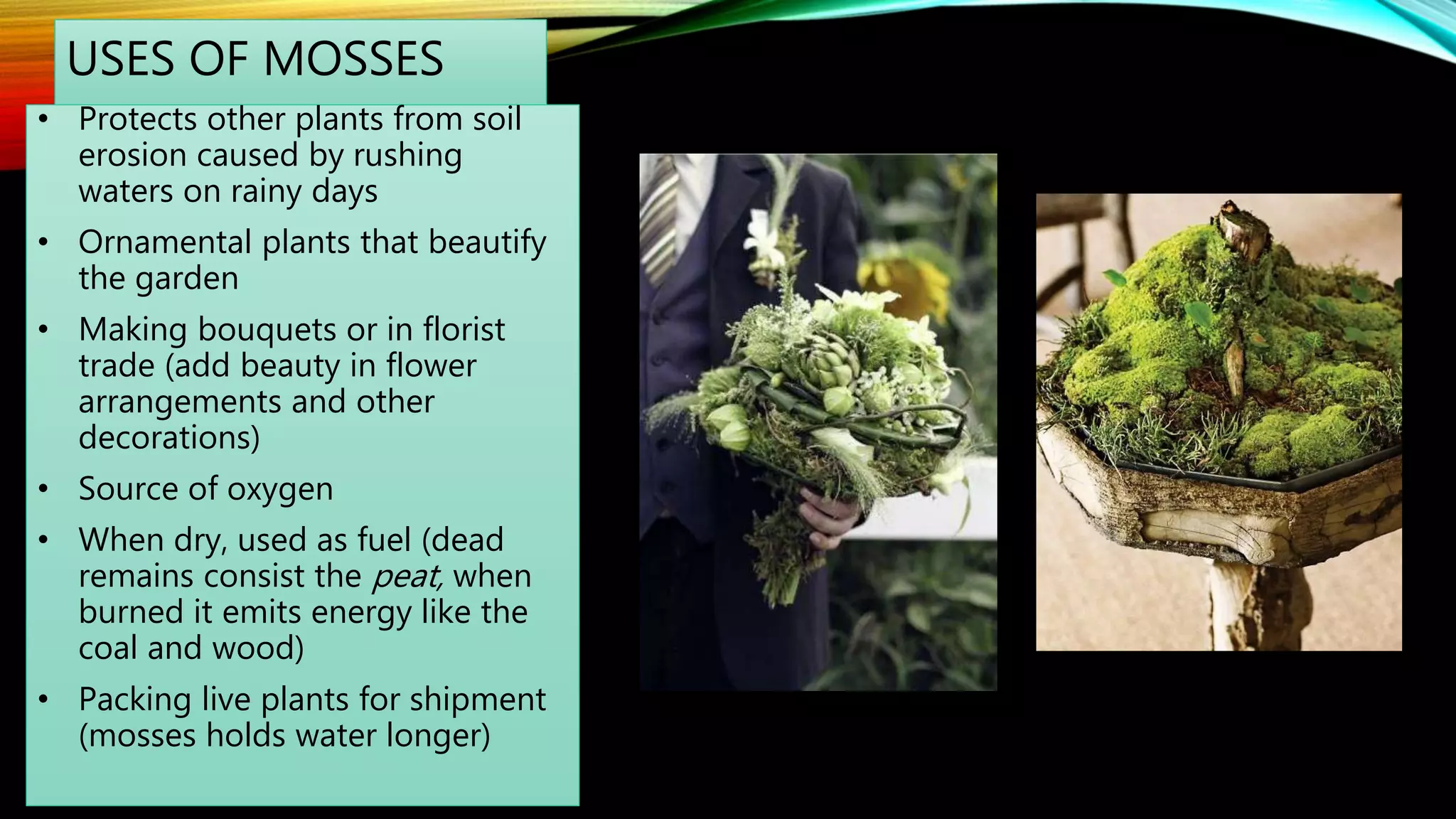 Spore bearing plants | PPTX