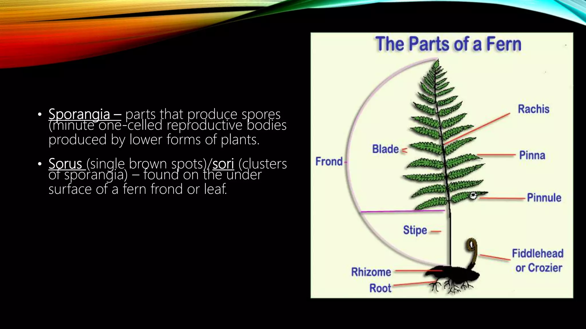 Spore bearing plants | PPTX