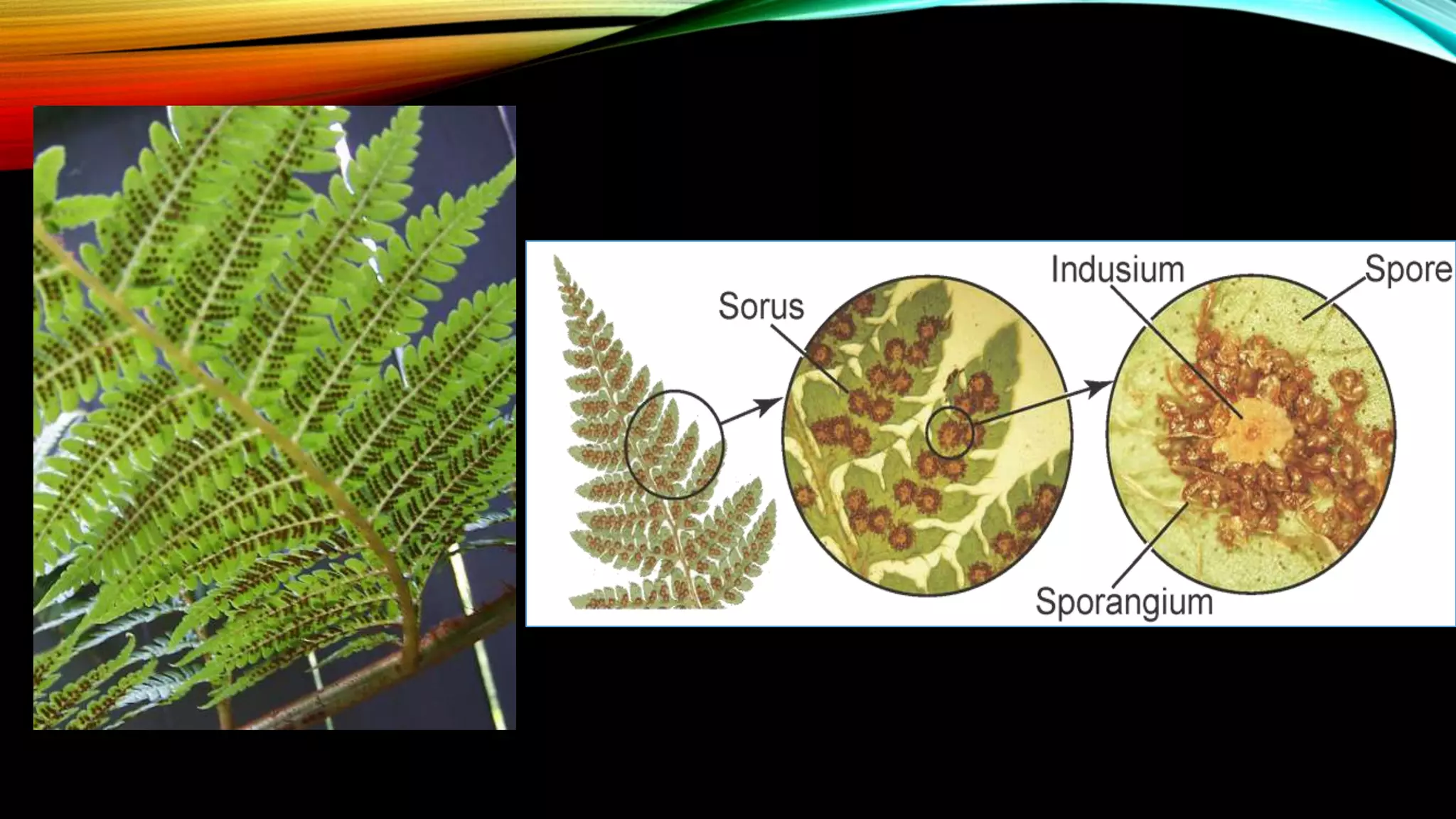 Spore bearing plants | PPTX