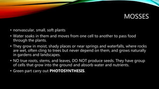 Spore bearing plants | PPTX