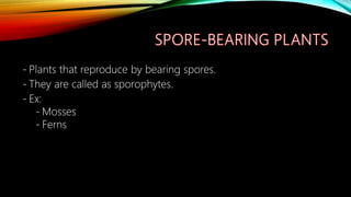 Spore bearing plants | PPTX