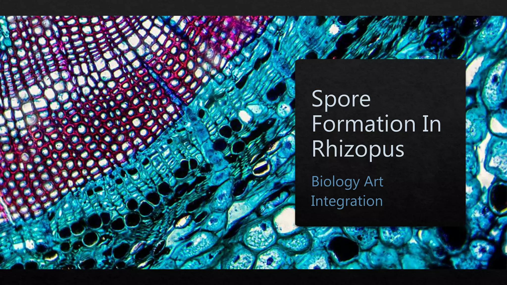 Spore formation In Rhizopus (Fungi) | PPTX