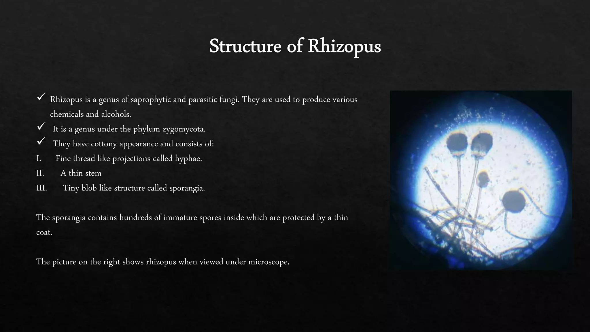 Spore formation In Rhizopus (Fungi) | PPTX