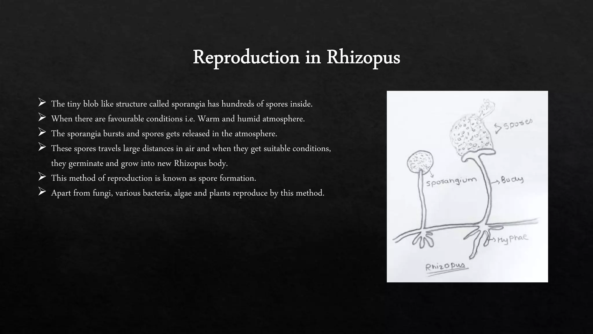 Spore formation In Rhizopus (Fungi) | PPTX