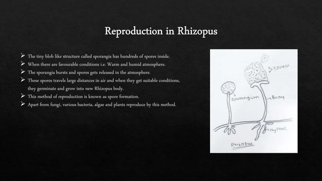 Spore formation In Rhizopus (Fungi) | PPTX