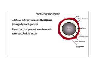 spores.pdf