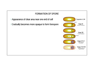 spores.pdf