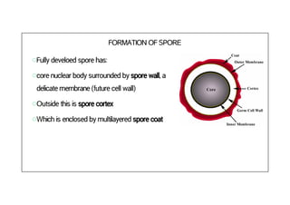 spores.pdf