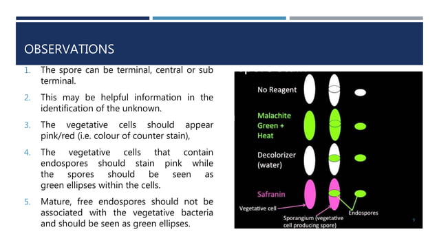 Spore staining | PPTX | Gardening | Home & Garden