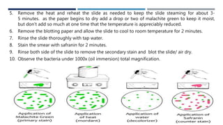 Spore Stain Procedure