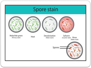 Spore staining is a technique used to identify bacterial endospores, which are dormant ...