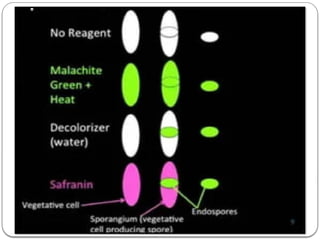 Spore staining is a technique used to identify bacterial endospores ...