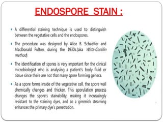 Spore staining is a technique used to identify bacterial endospores, which are dormant ...