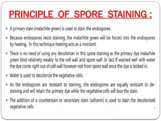 Spore staining is a technique used to identify bacterial endospores, which are dormant ...