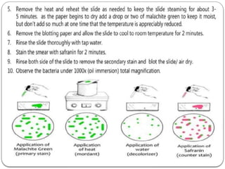 Spore staining is a technique used to identify bacterial endospores ...