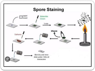 Spore staining is a technique used to identify bacterial endospores, which are dormant ...