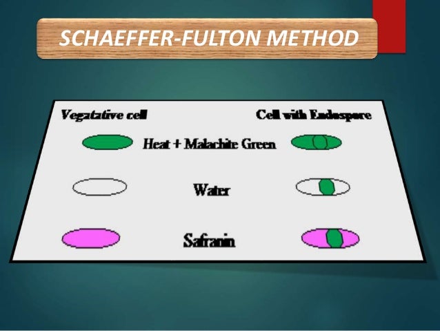 Spore staining methods