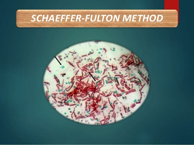 Spore staining methods
