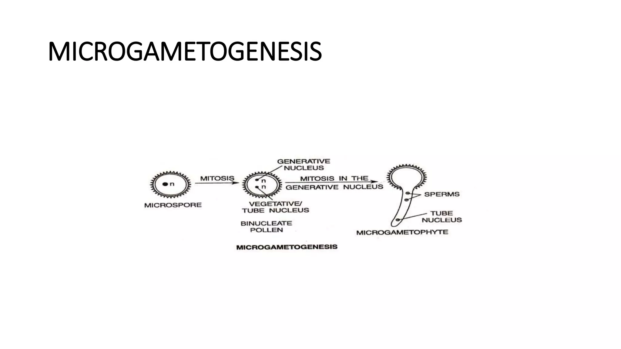 Sporogenesis and gametogenesis | PPTX