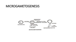 Sporogenesis and gametogenesis | PPTX